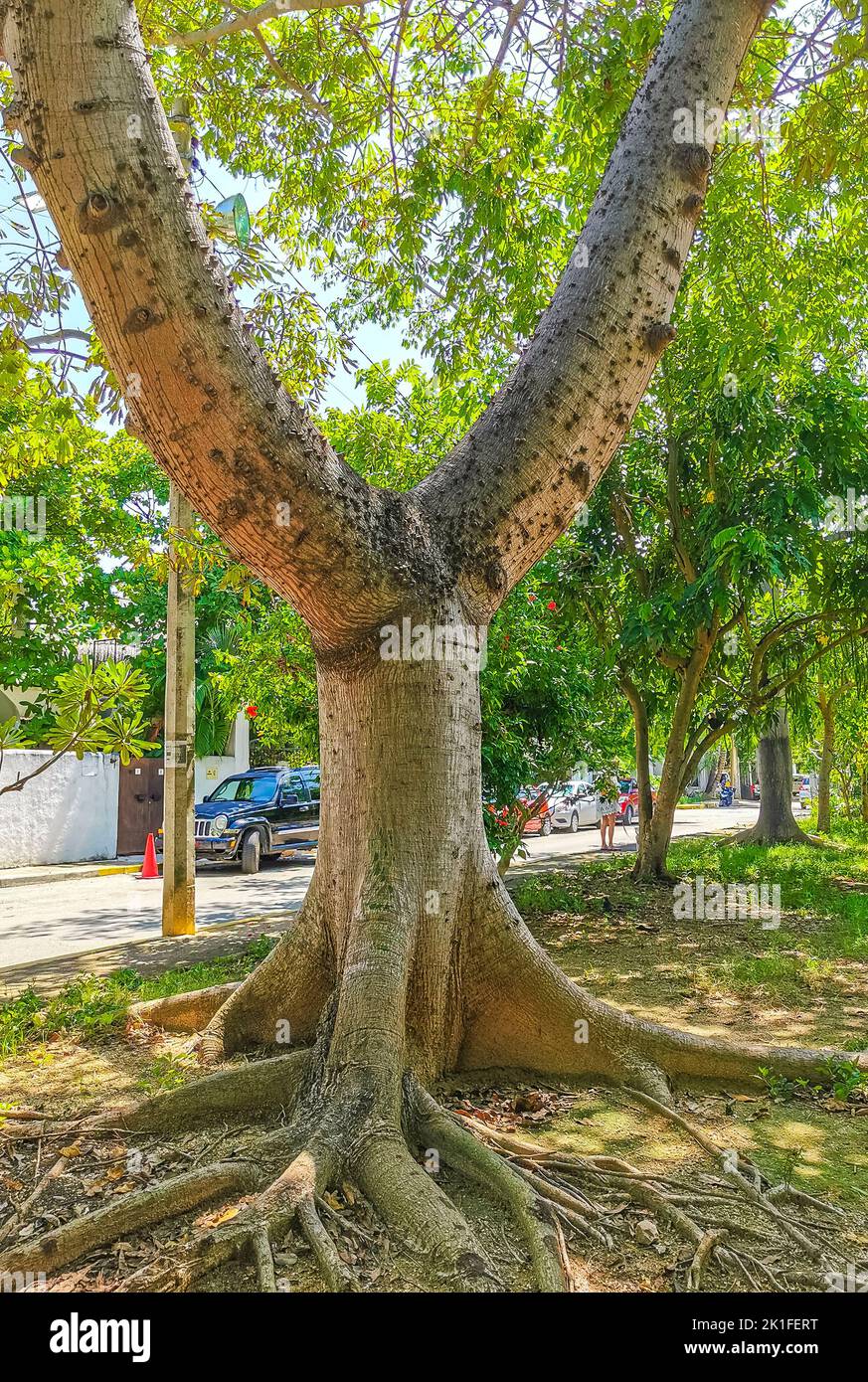 Huge beautiful Kapok tree Ceiba tree with spikes in tropical park ...