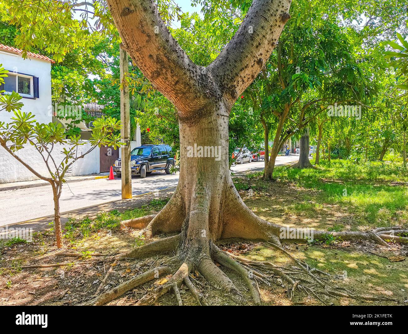 Huge beautiful Kapok tree Ceiba tree with spikes in tropical park ...