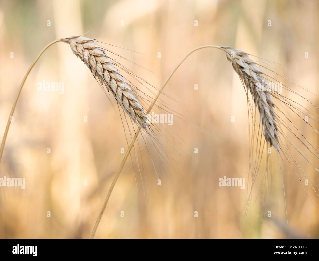 two spikes or ears of wheat plants in field Stock Photo - Alamy