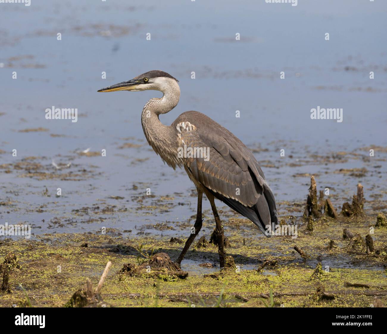 Great blue heron fishing in marsh Stock Photo - Alamy