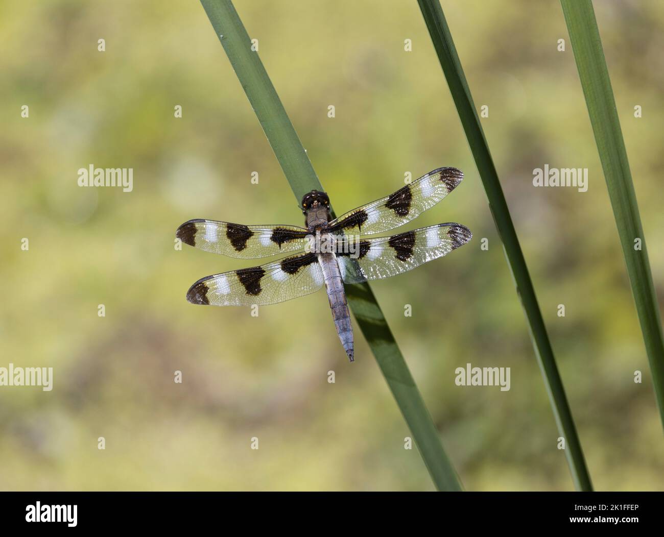 Dragonfly on bulrush. It's a 12-Spotted Skimmer (Libelula pulchella ...