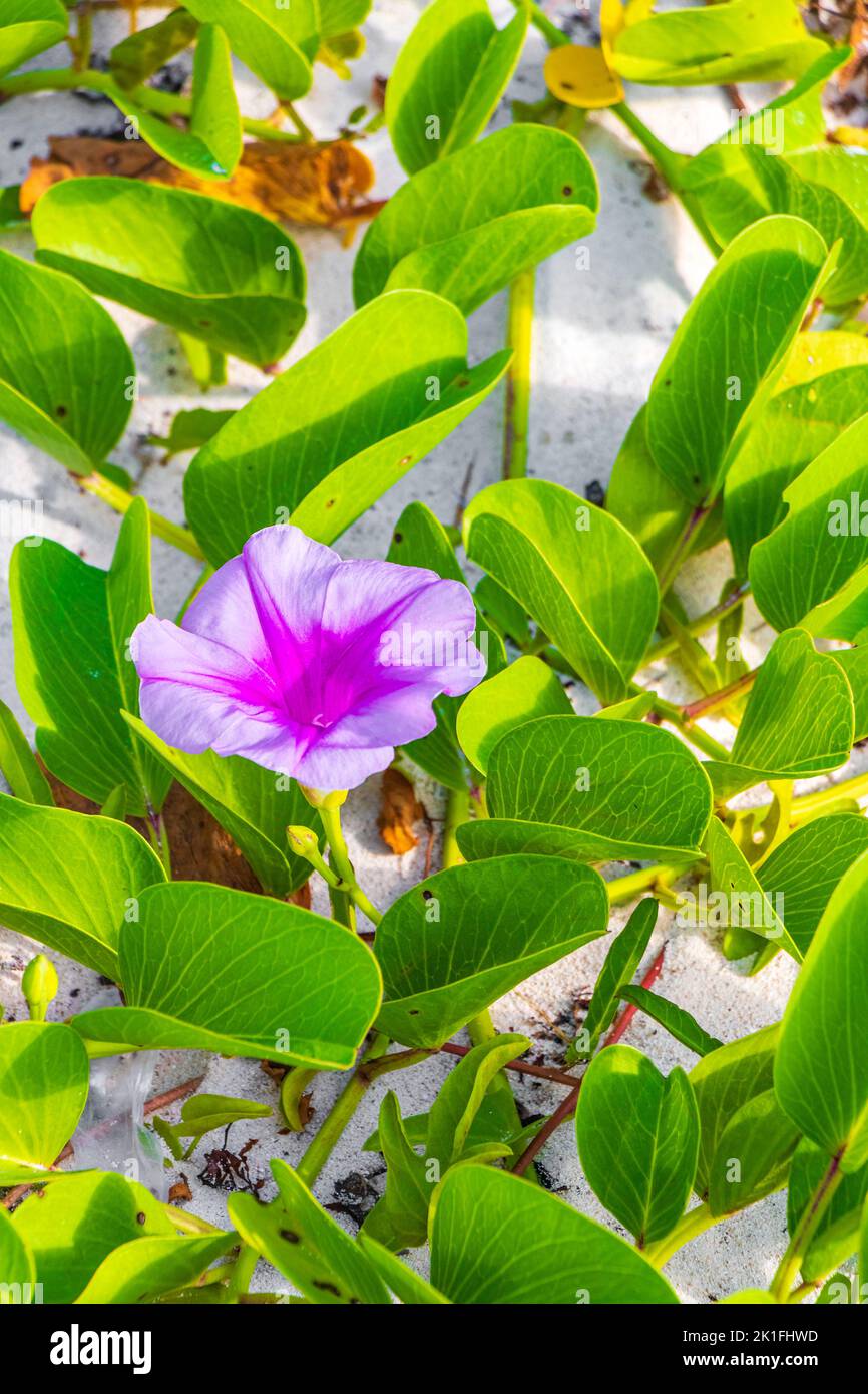 Beautiful pink violet purple morning glory or Goat's foot Ipomoea pes ...