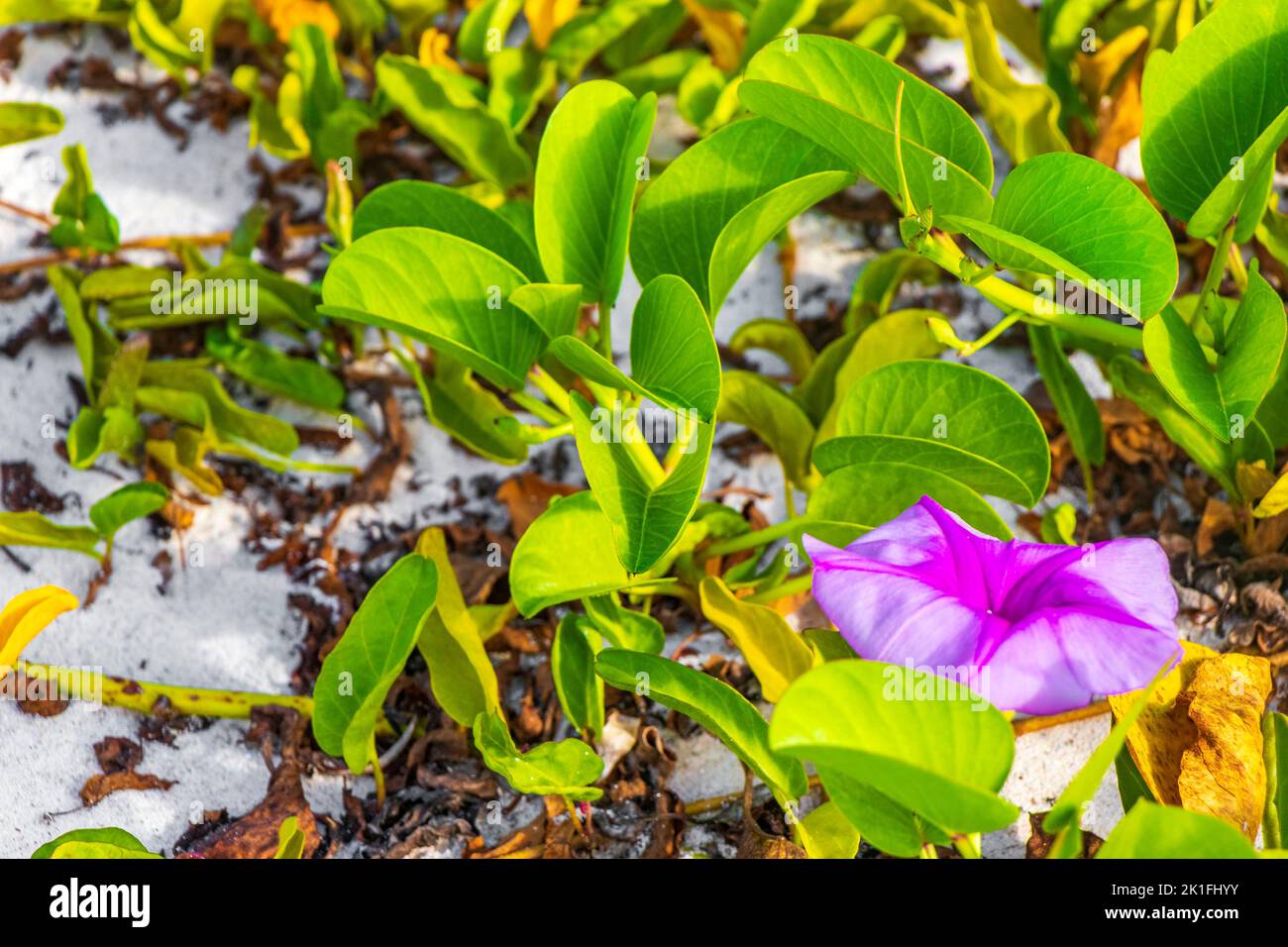 Beautiful pink violet purple morning glory or Goat's foot Ipomoea pes ...