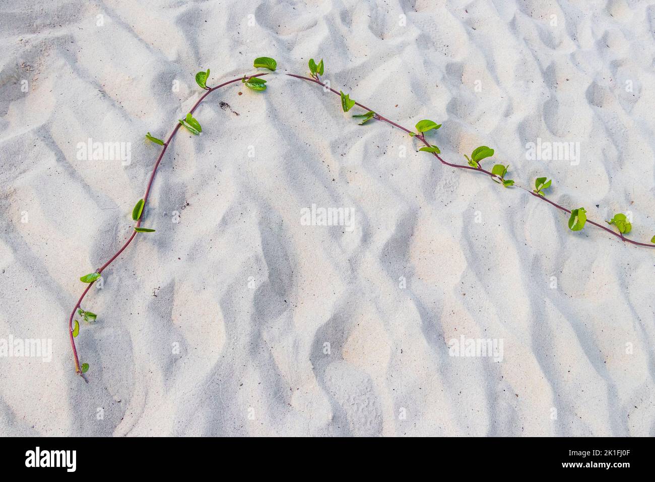 Beautiful pink violet purple morning glory or Goat's foot Ipomoea pes ...