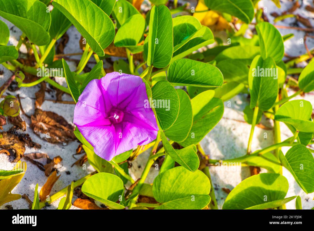 Beautiful pink violet purple morning glory or Goat's foot Ipomoea pes ...