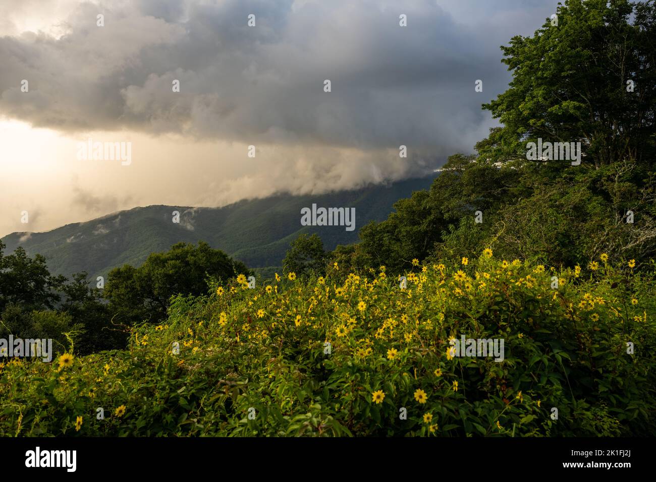 Thick Bush of Sunflowers Sit Below Cloudy Ridge In Great Smoky ...