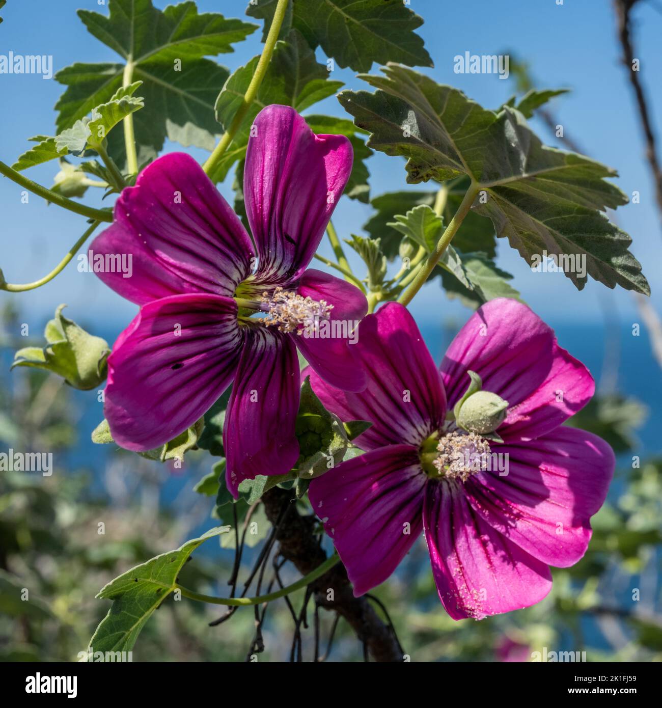 Two Pink Island Mallow Flowers Bloom On Anacapa Island in Channel ...