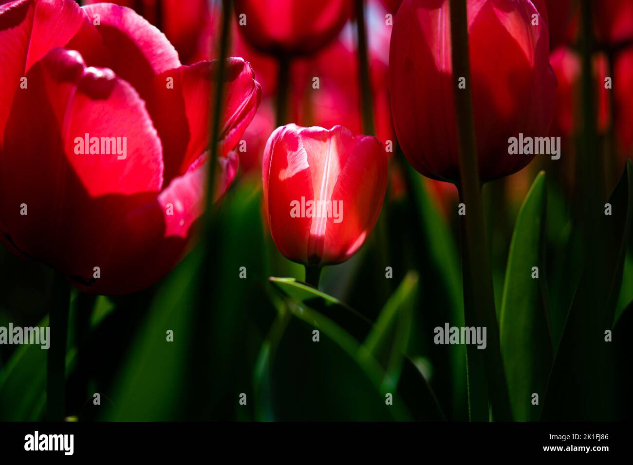 Red tulips. Spring flowers background photo. Tulip printable photo ...