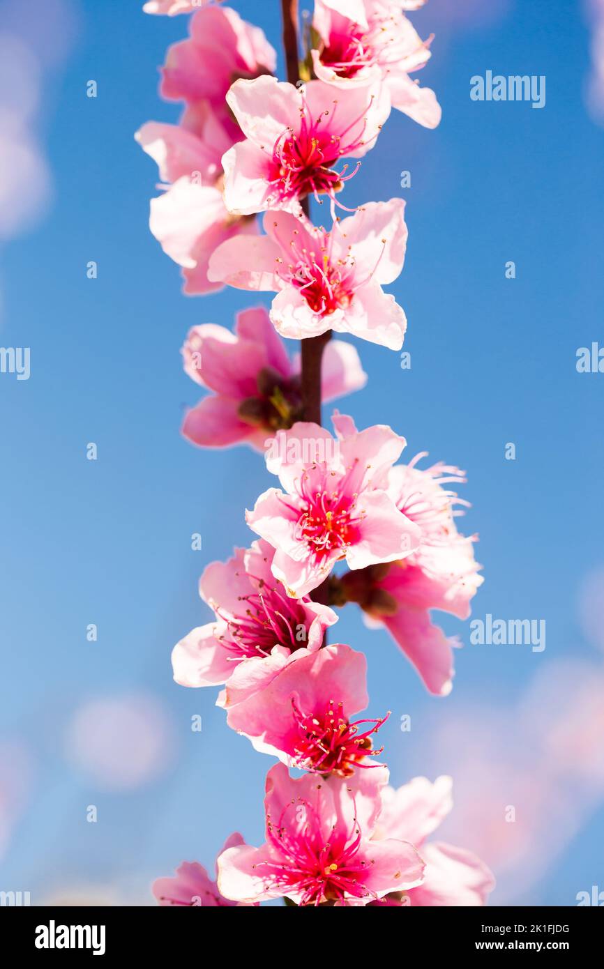 blooming peach trees on blue sky background Stock Photo - Alamy