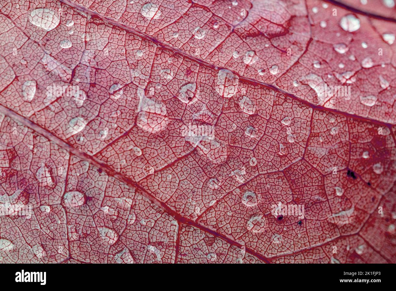 raindrops on the red leaves in autumn season, red background Stock ...