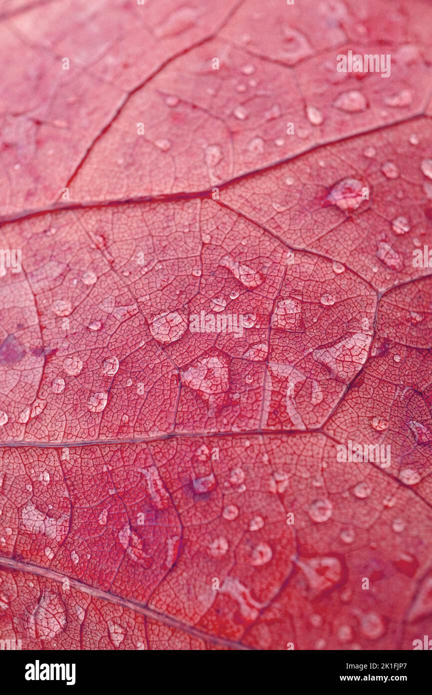 raindrops on the red leaves in autumn season, red background Stock ...