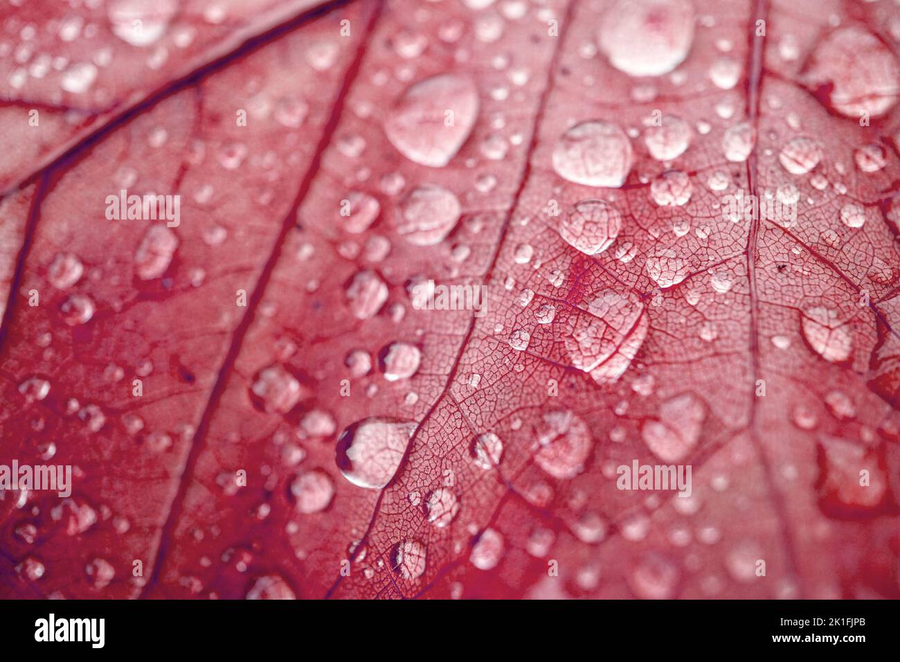 raindrops on the red leaves in autumn season, red background Stock ...