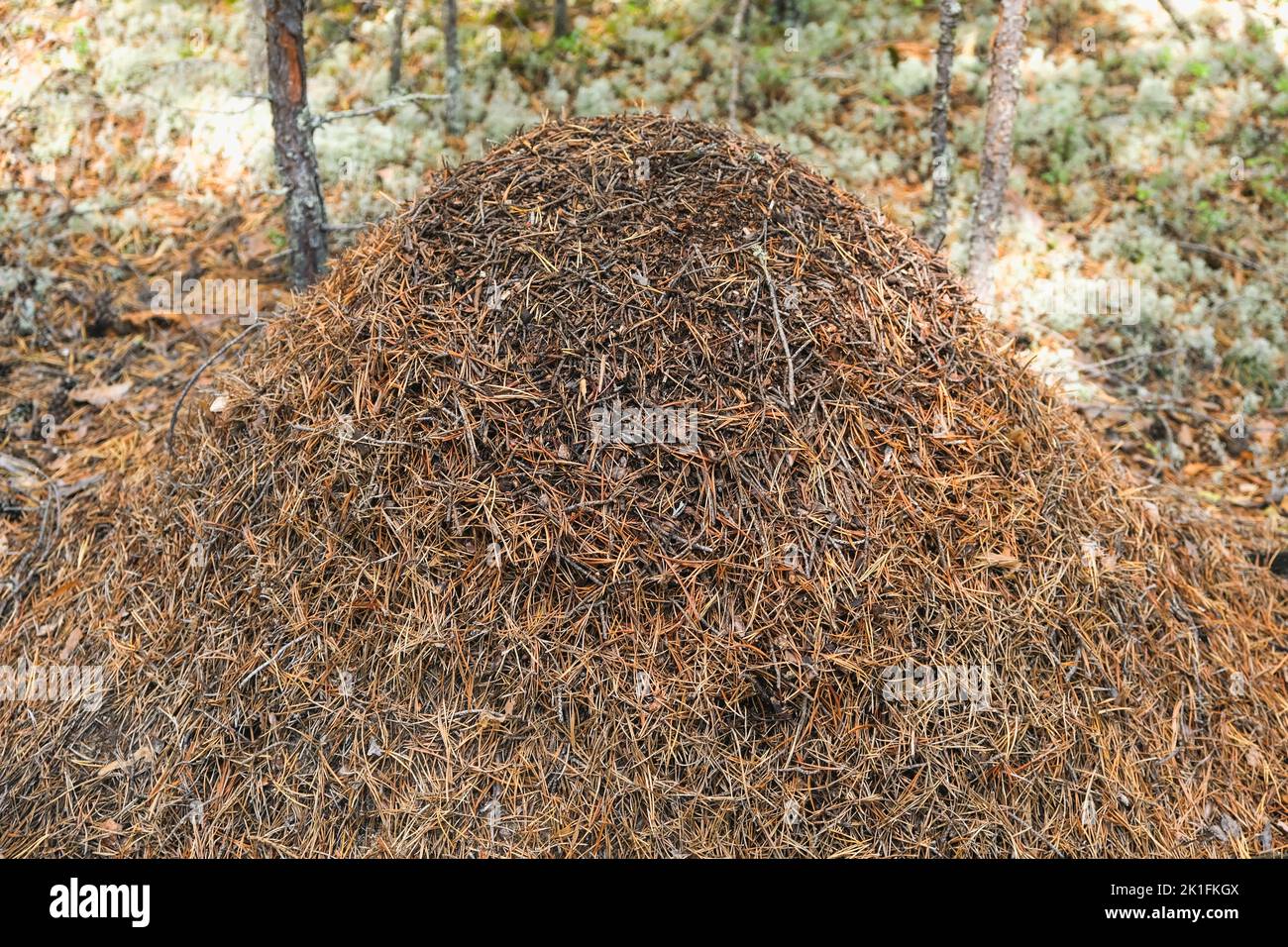 An anthill with a colony of ants in close-up. An anthill in a pine ...
