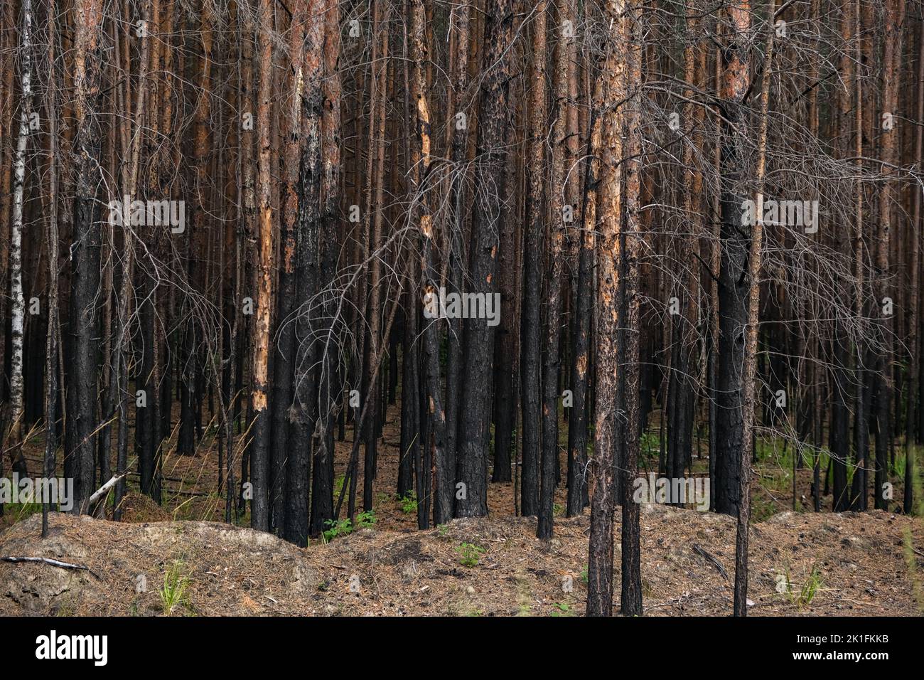 Pine forest after a large-scale fire. Landscape of a burnt forest. Dead ...
