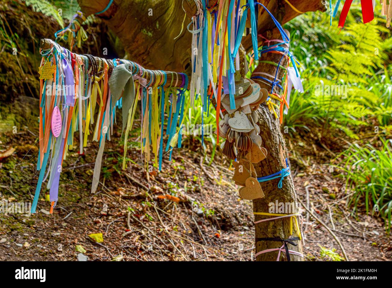 Ribbons in tree hi-res stock photography and images - Alamy