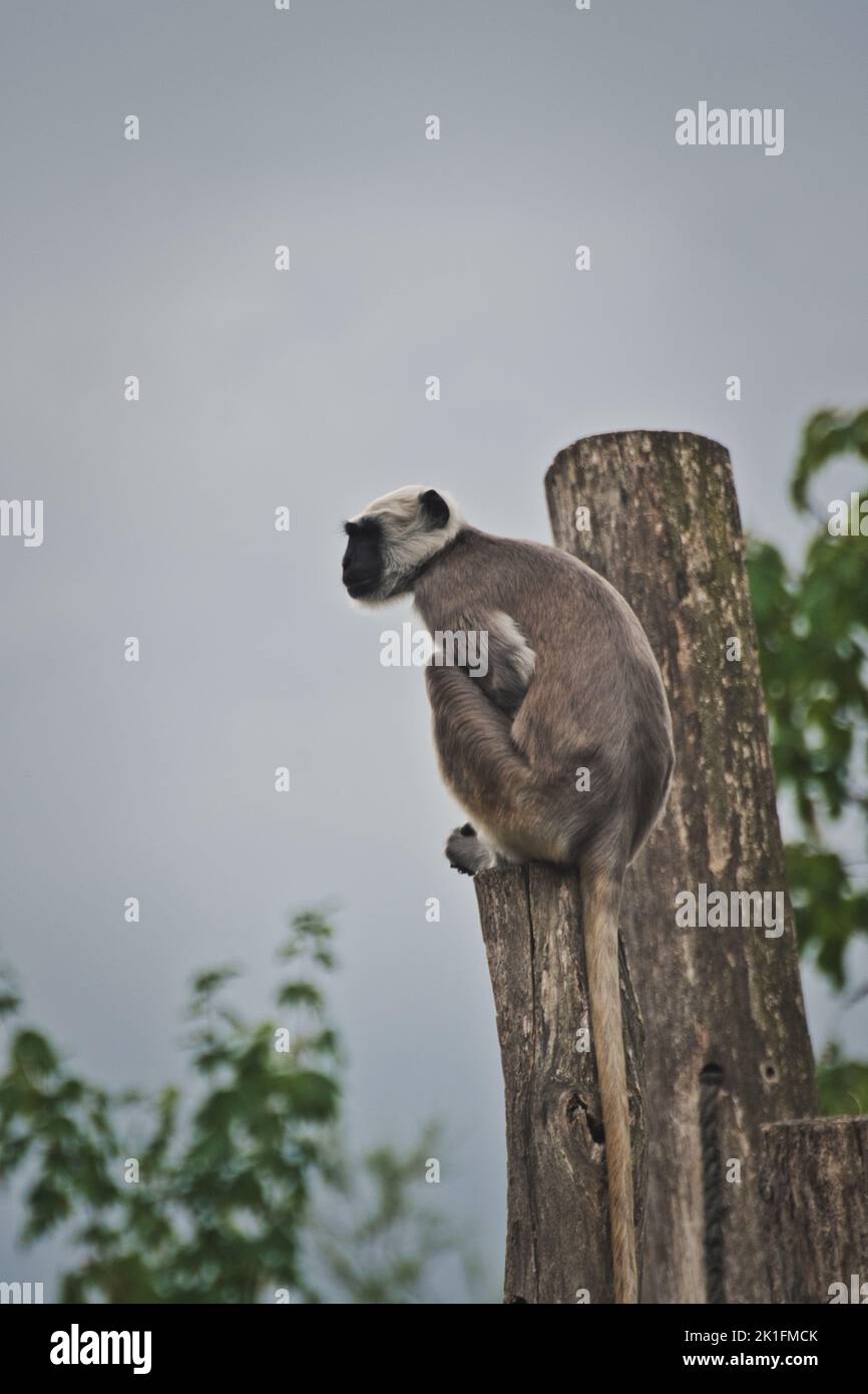 A vertical shot of an ape climbing a wooden pole in a zoo Stock Photo ...