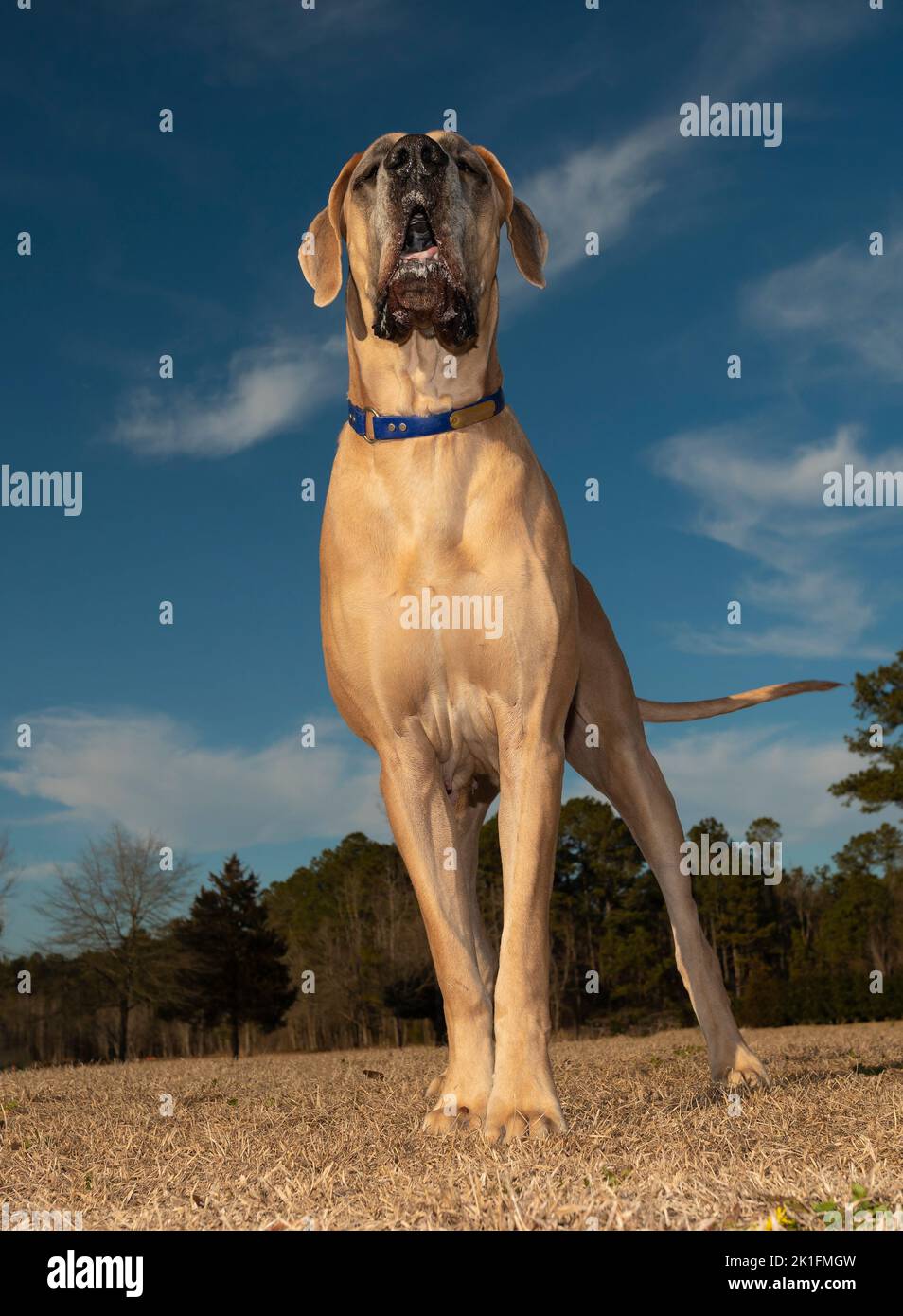Huge purebred Great Dane towering over the cameraman Stock Photo - Alamy