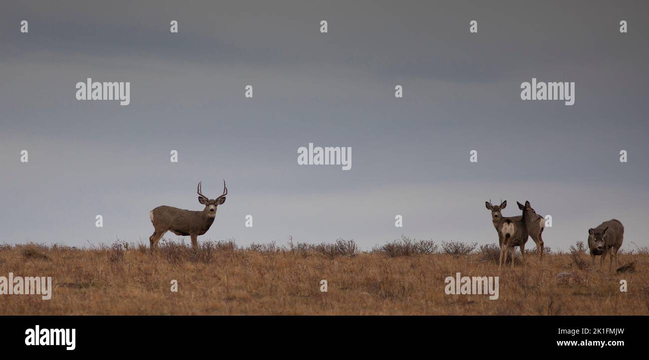 Mule deer herd on a Montana hill with clouds behind Stock Photo - Alamy