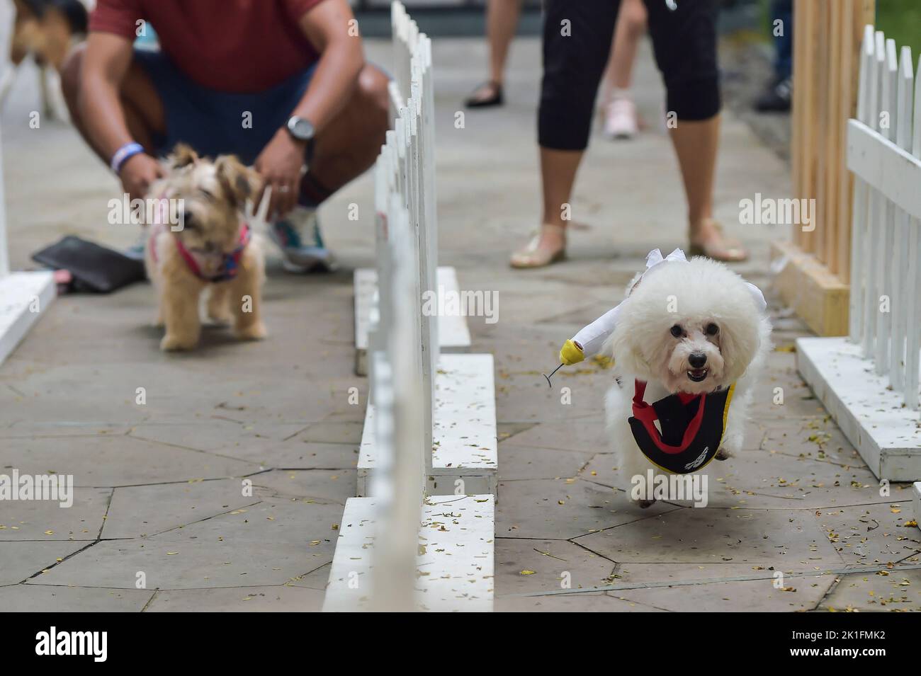 Jakarta, Indonesia. 18th Sep, 2022. Dogs compete in the dog race ...