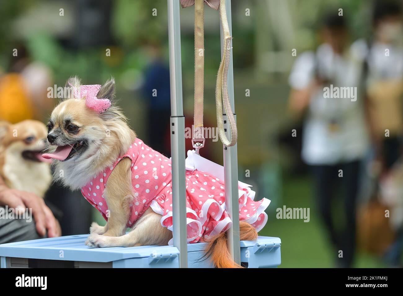 Jakarta mall dog hi-res stock photography and images - Alamy