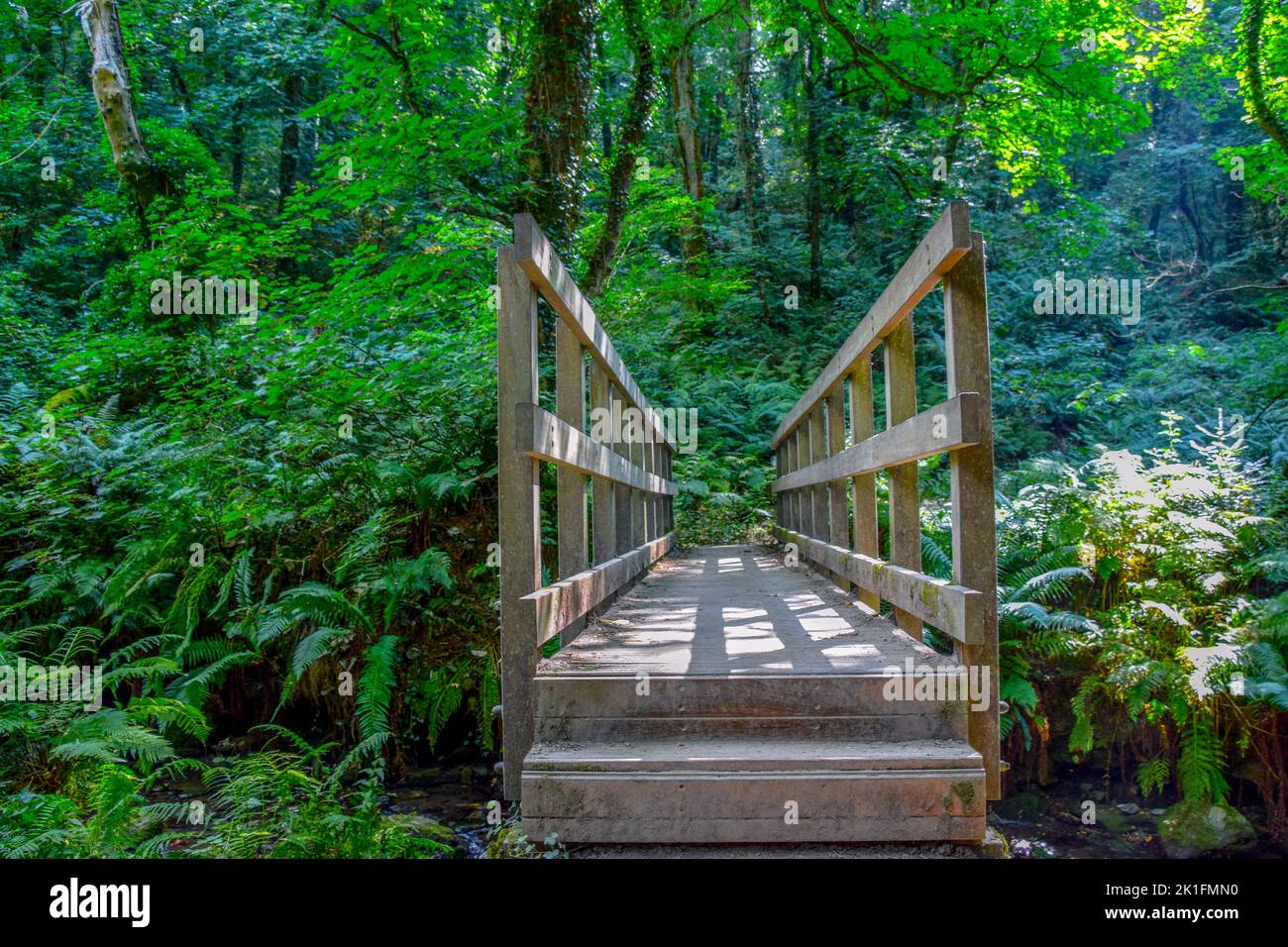 Wooden walkway in woods hi-res stock photography and images - Alamy