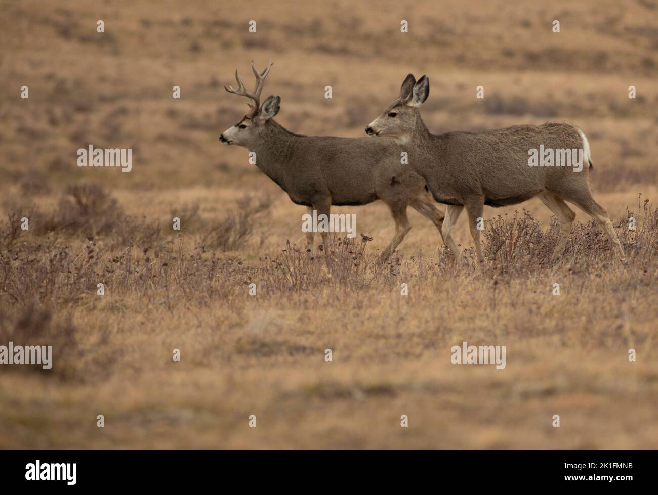 Mule deer couple during mating season in Montana with copy space below ...
