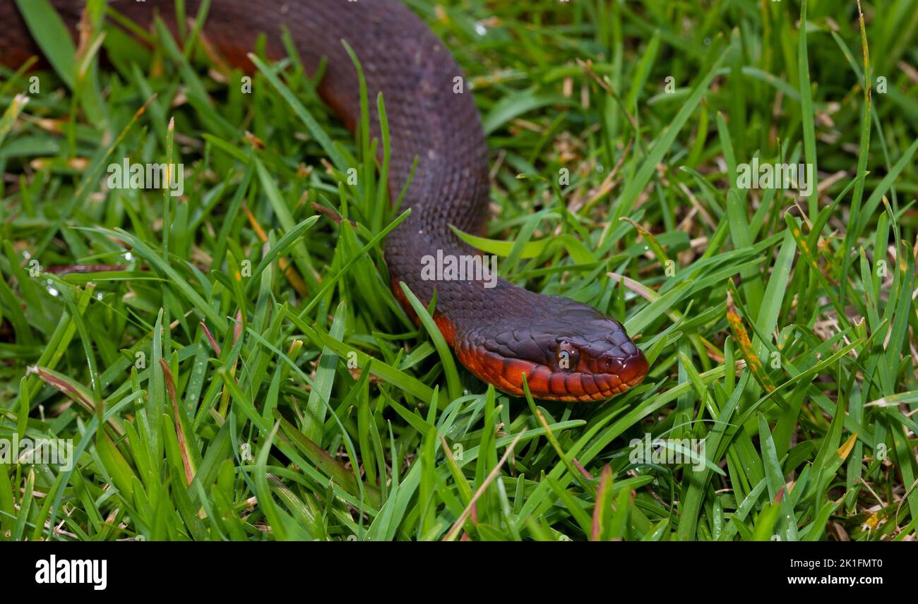 Snake winding hi-res stock photography and images - Alamy