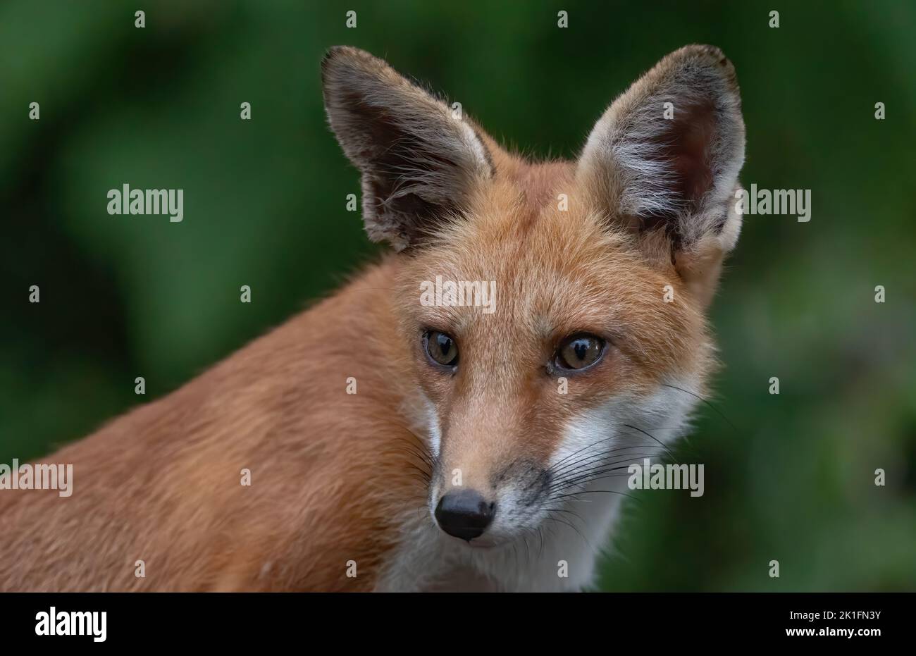 Foxed american red fox hi-res stock photography and images - Alamy