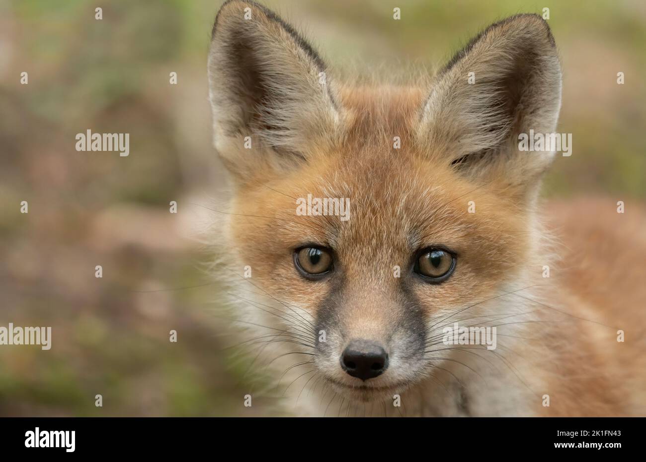 Foxed american red fox hi-res stock photography and images - Alamy