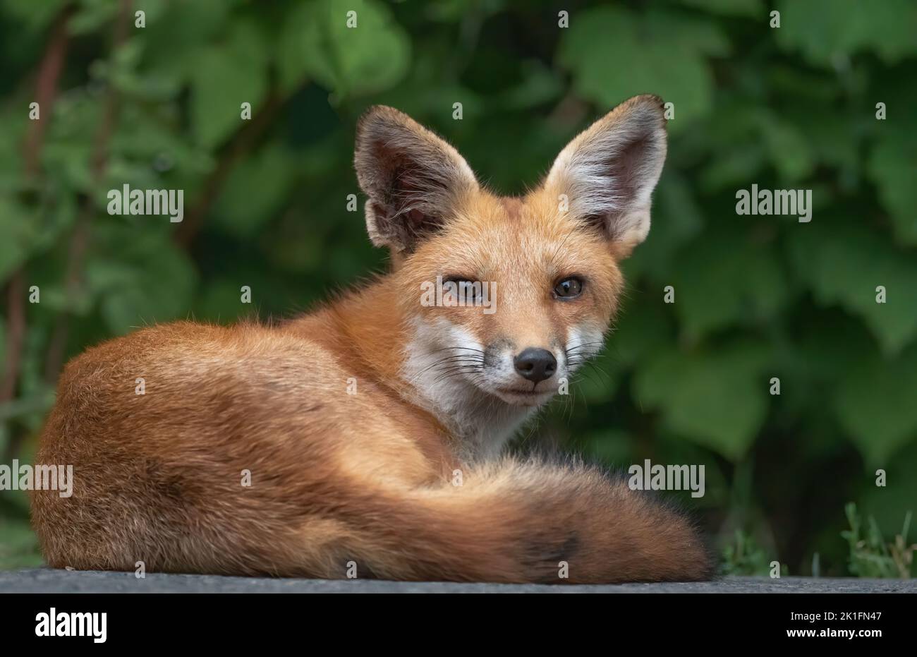 Young fox laying in the woods Stock Photo - Alamy