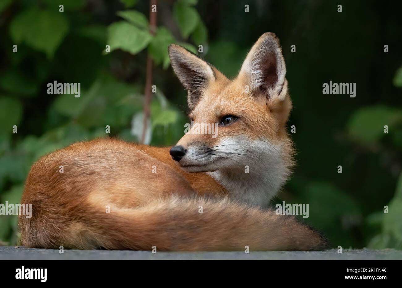 Foxed american red fox hi-res stock photography and images - Alamy