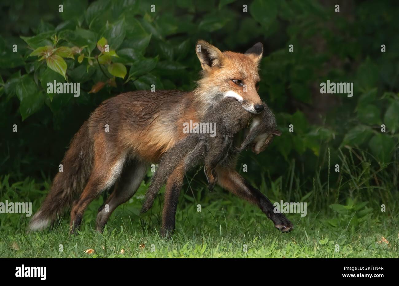 Young fox carrying its meal, recent kill Stock Photo - Alamy