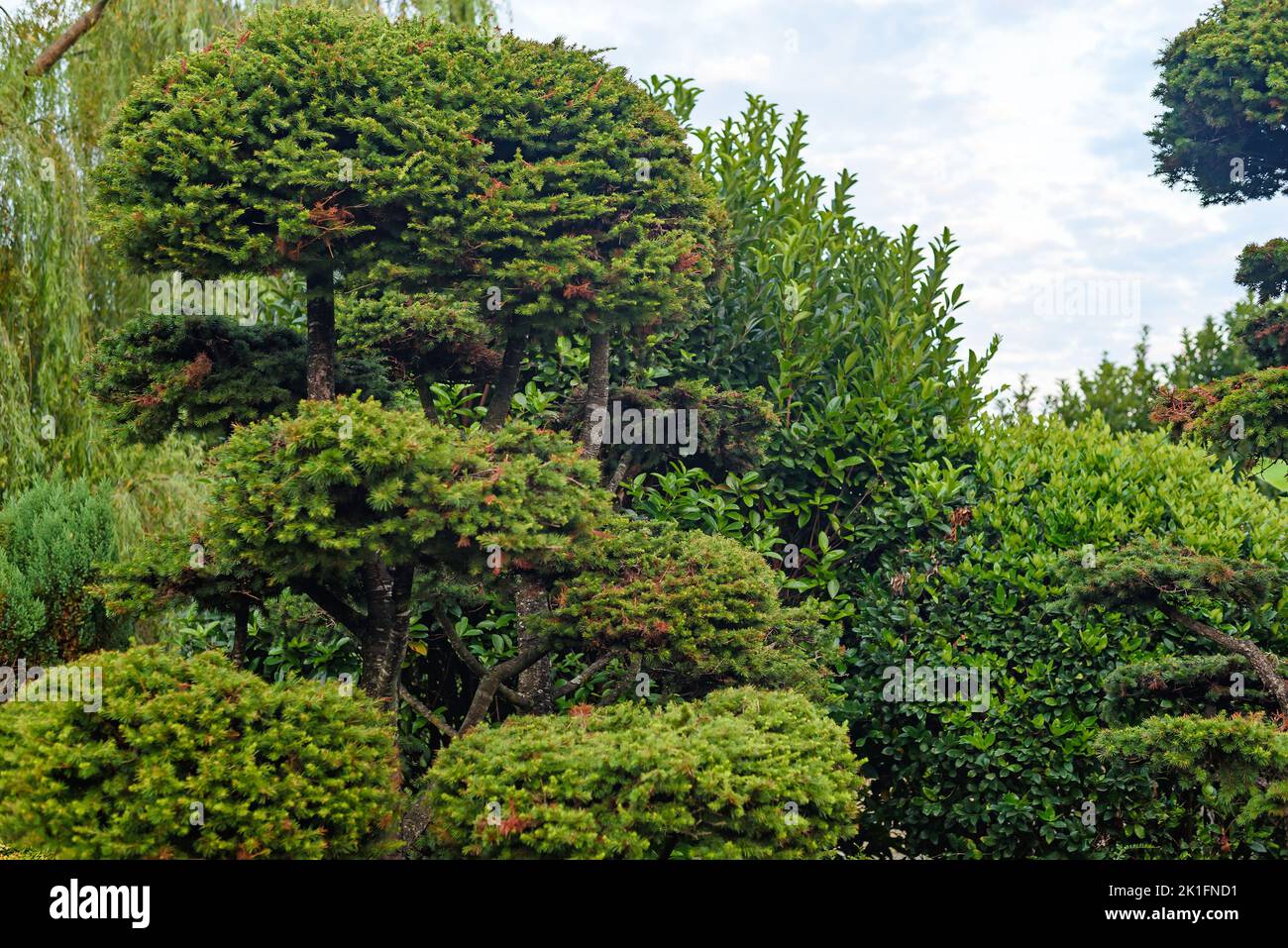 Shaped green trees in resort garden at bright sunlight Stock Photo - Alamy