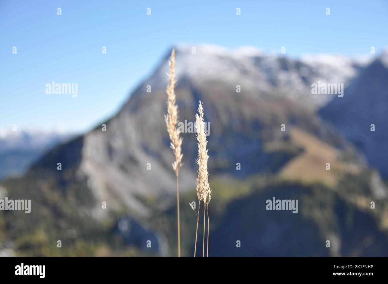 The wild grasses on the mountain Jenner in front of alpine scenery ...