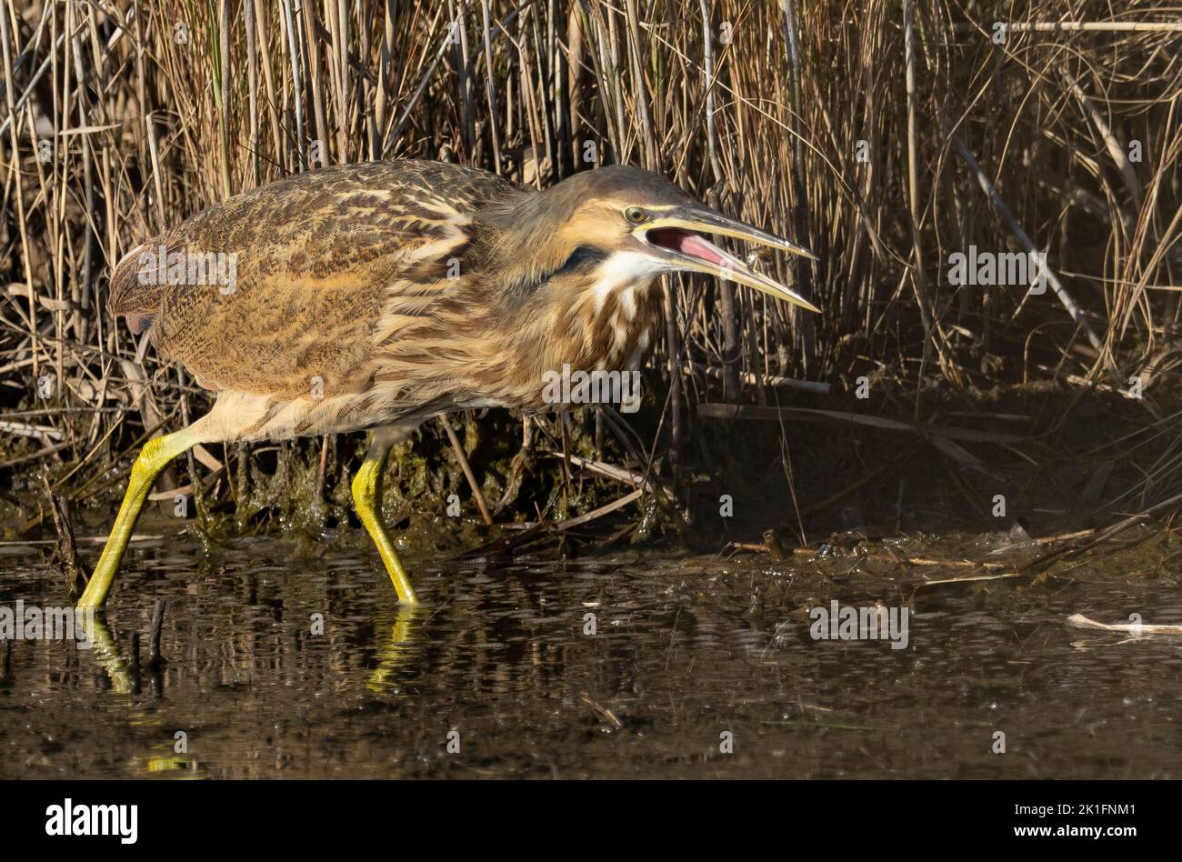 American Bittern (Botaurus lentiginosus) tossing a small fish up to ...