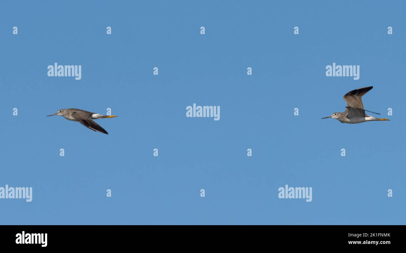 Greater Yellowlegs (Tringa melanoleuca) in flight Stock Photo - Alamy