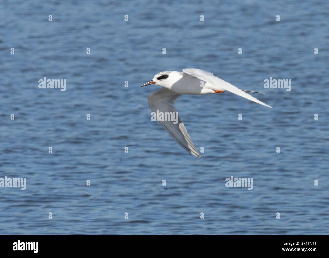 Forster's Tern (Sterna forsteri) in flight Stock Photo - Alamy