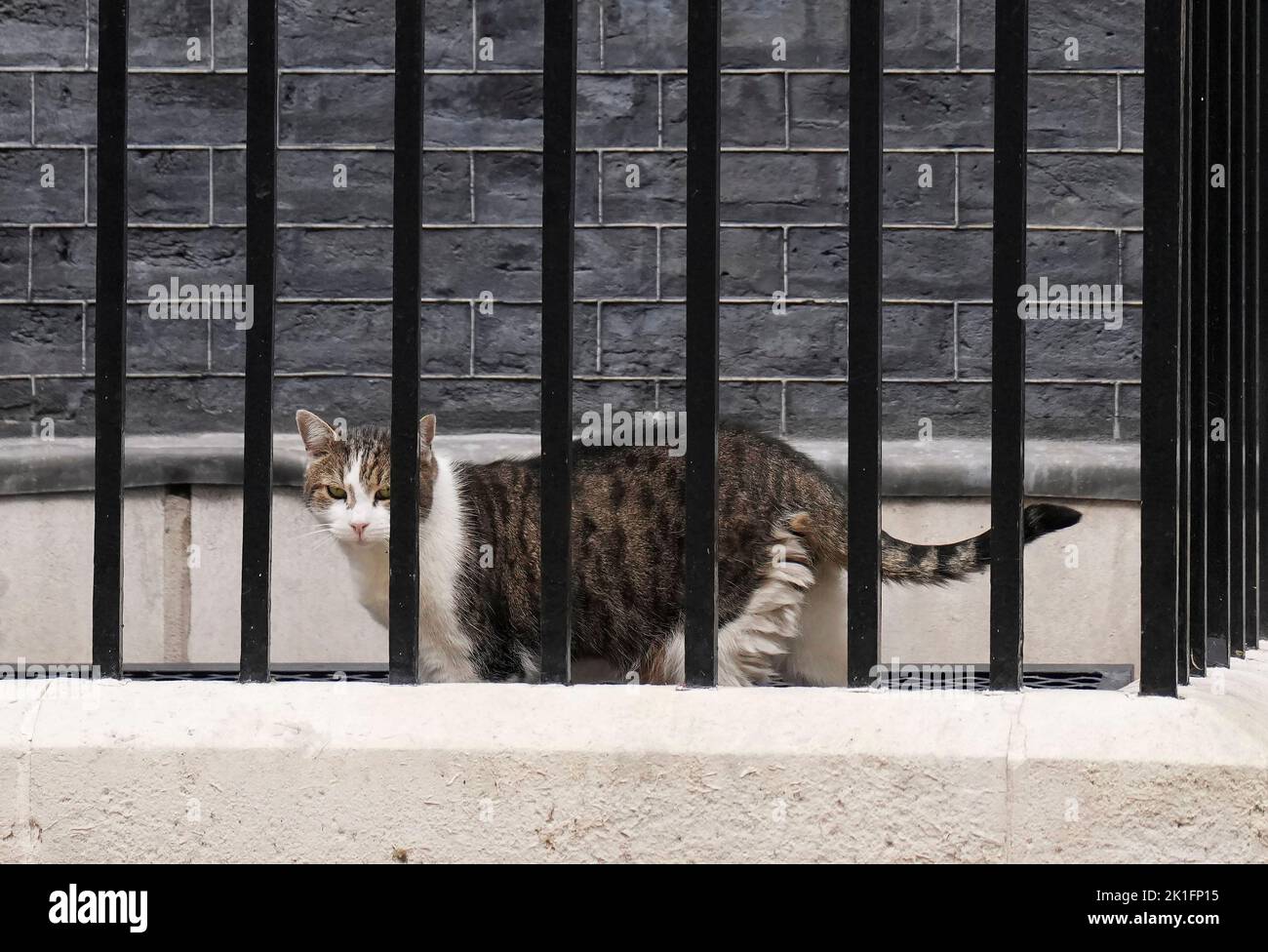 Larry the Cat looks on as Canadian Prime Minister Justin Trudeau gets ...