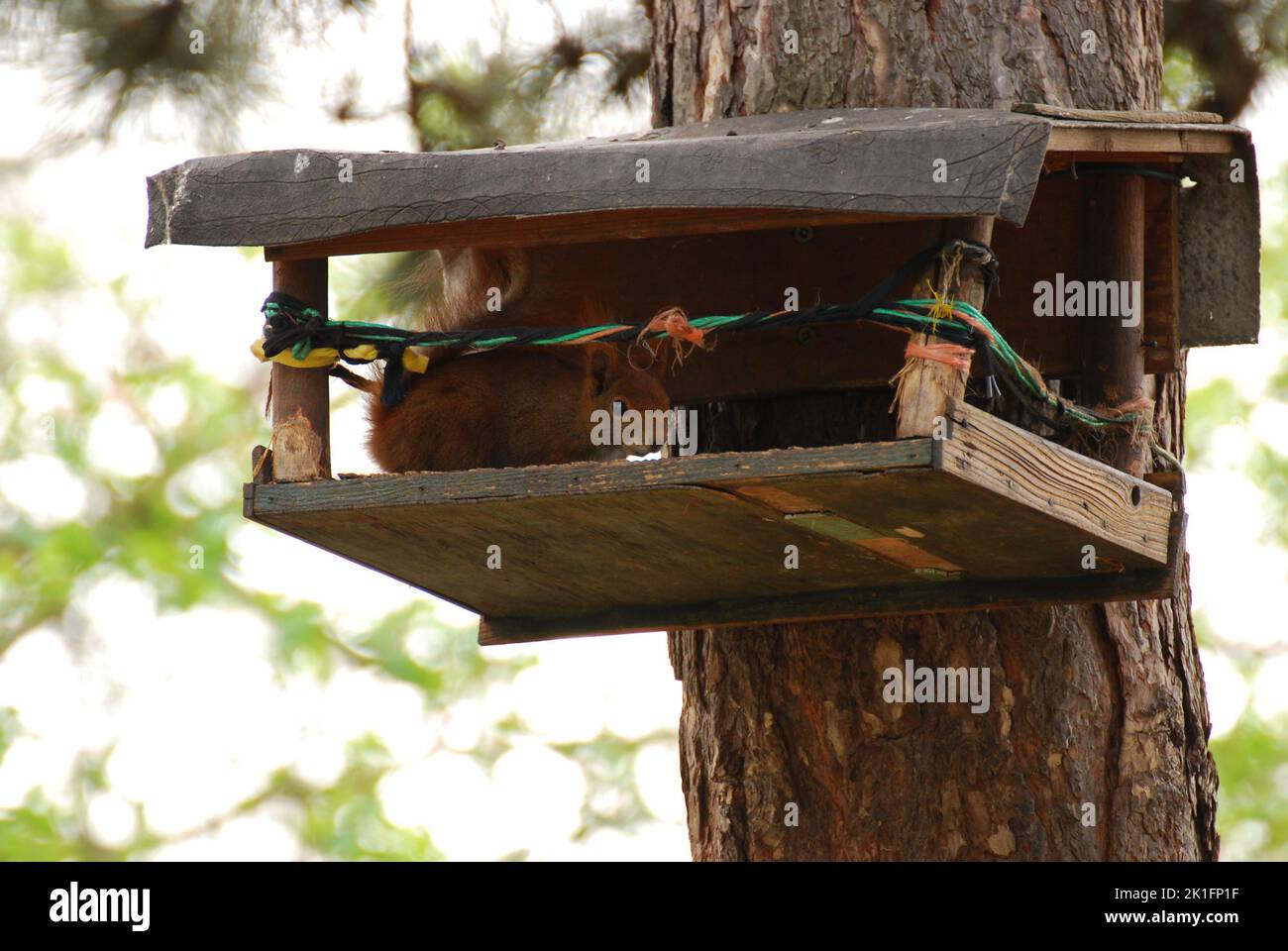 A low angle shot of a squirrel climbing around a wooden bird house on a ...