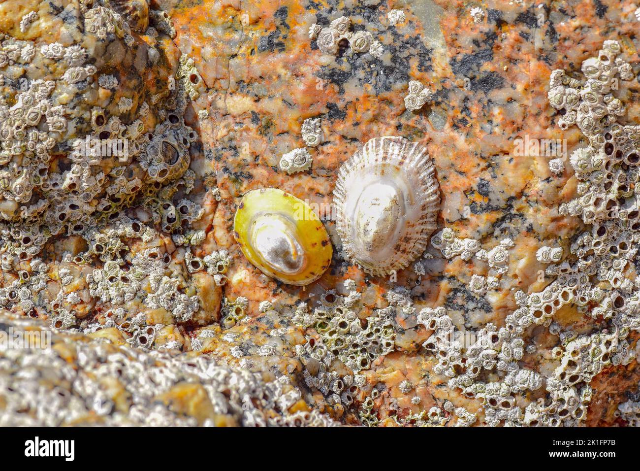 Underwater beach shells hi-res stock photography and images - Alamy