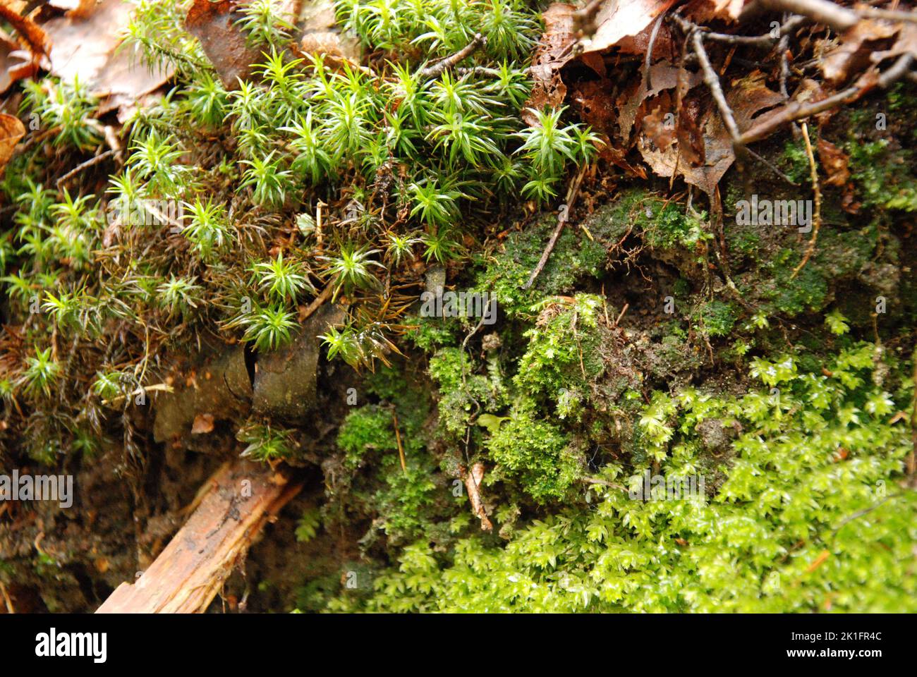 Different moss types hi-res stock photography and images - Alamy
