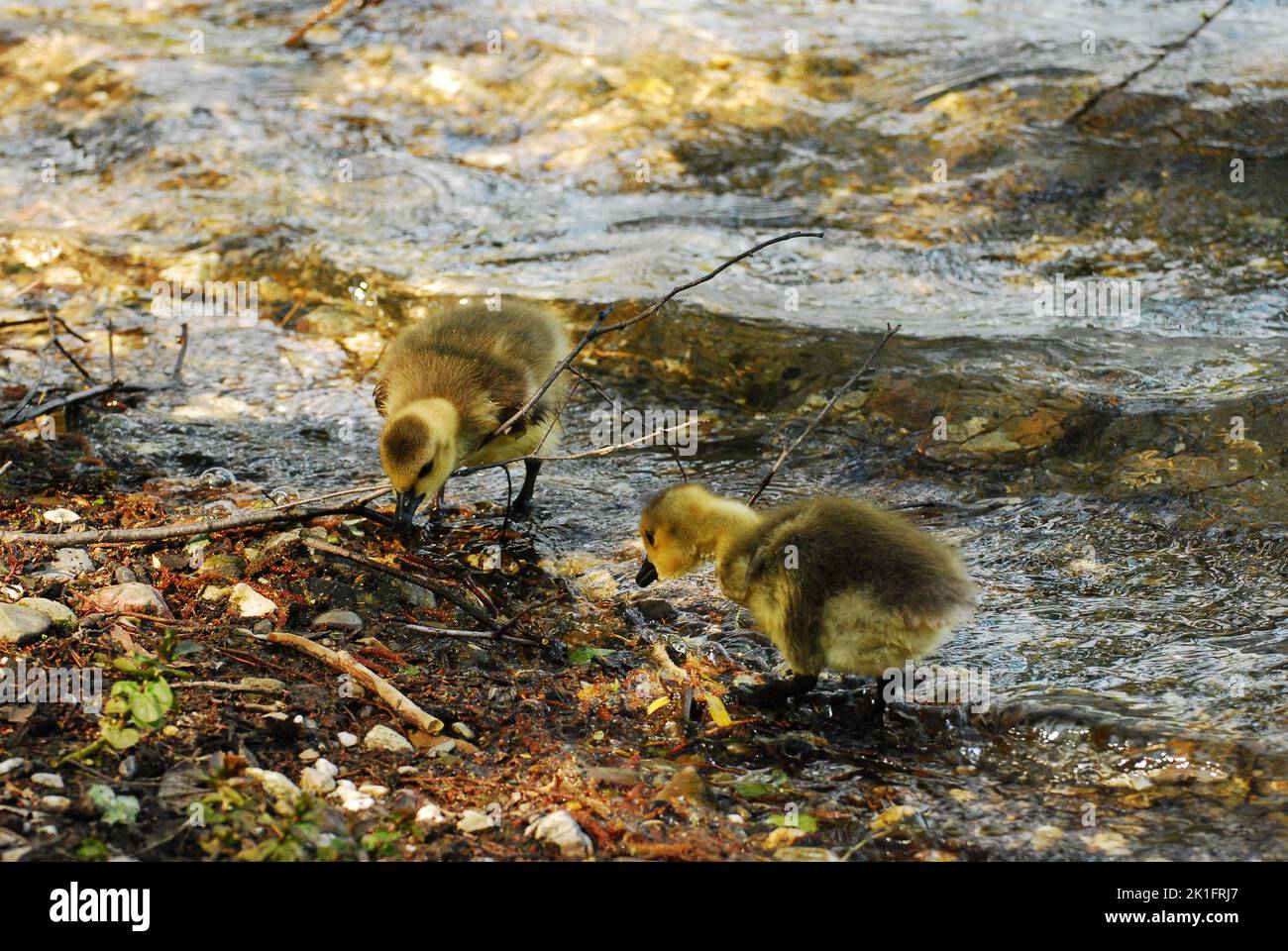 A pair of adorable little ducklings picking at small leaves and ...