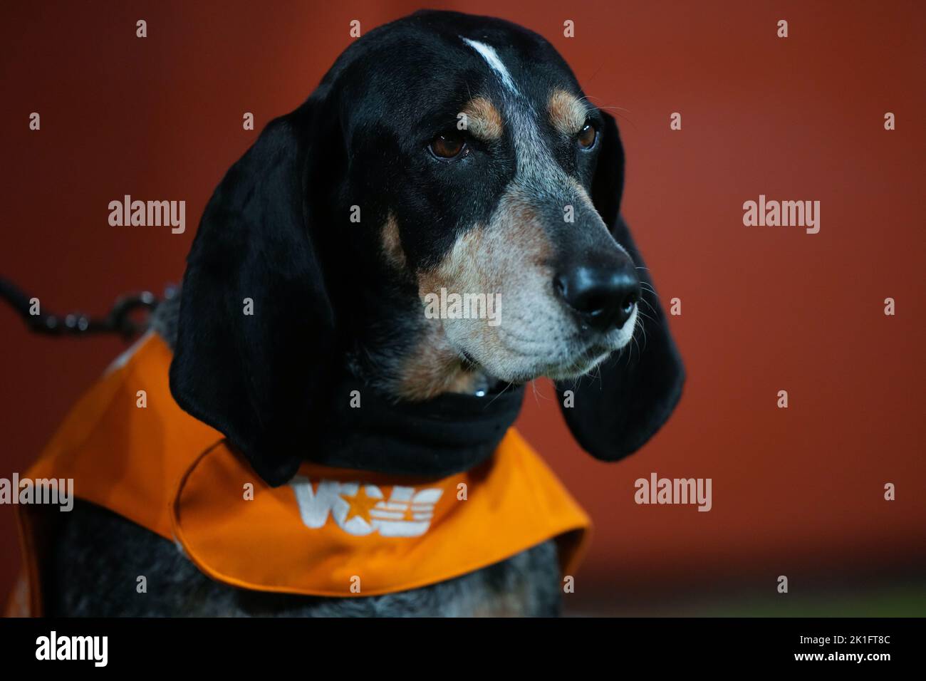 University of tennessee smokey hi-res stock photography and images - Alamy