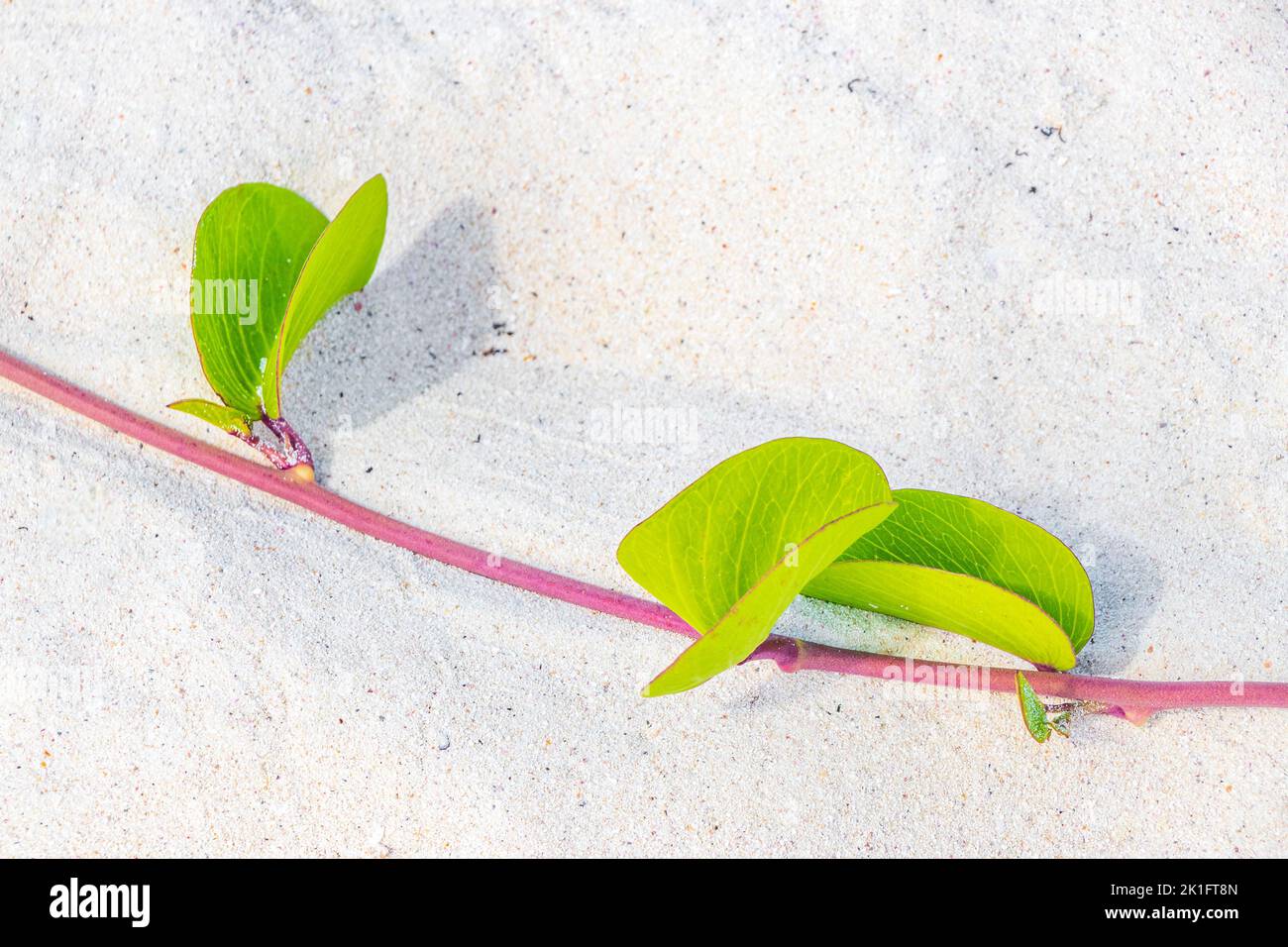 Beautiful pink violet purple morning glory or Goat's foot Ipomoea pes ...