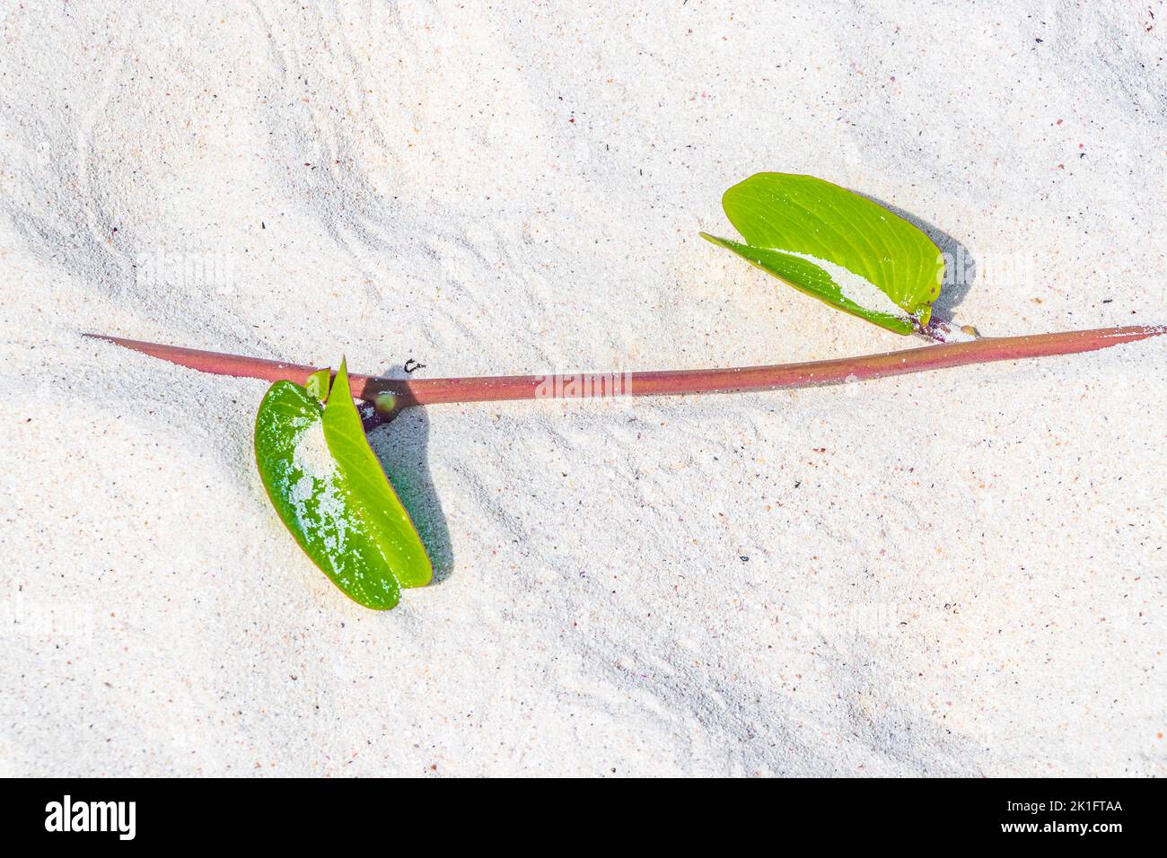 Beautiful pink violet purple morning glory or Goat's foot Ipomoea pes ...