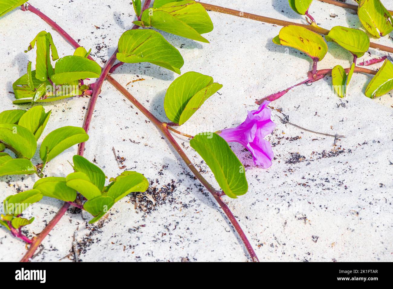 Beautiful pink violet purple morning glory or Goat's foot Ipomoea pes ...