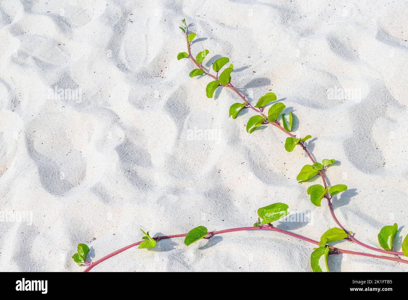 Beautiful pink violet purple morning glory or Goat's foot Ipomoea pes ...