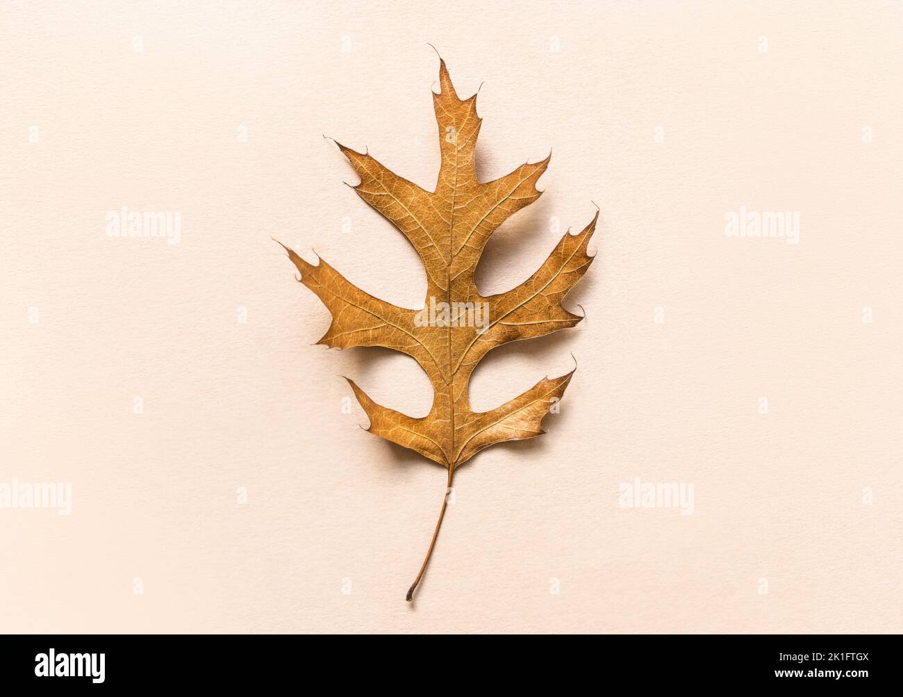 Beautiful autumn textured leaf background. Dry orange yellow leaf on ...