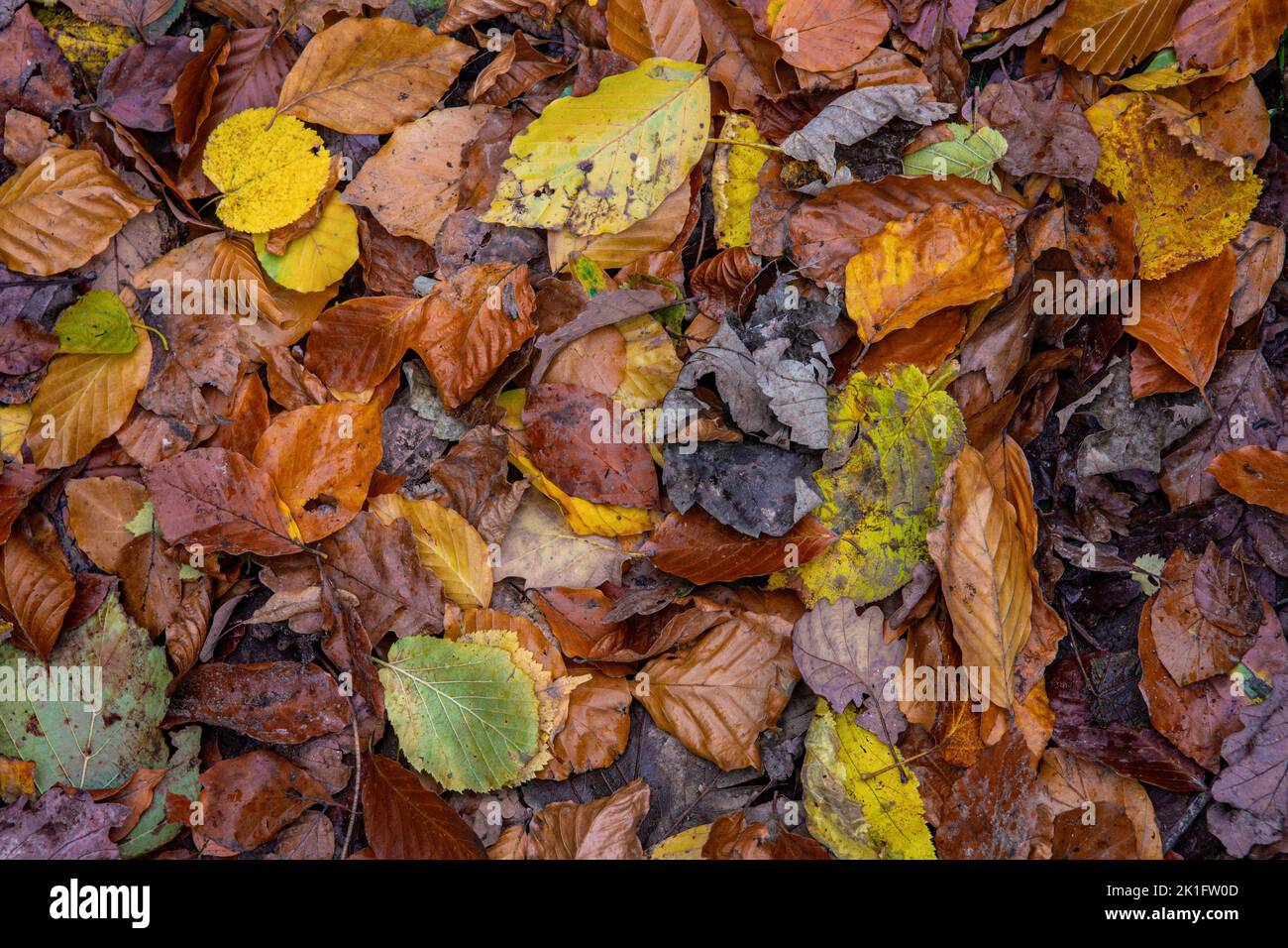 Edge to edge frame shot of Autumn leaves on ground with shallow depth ...