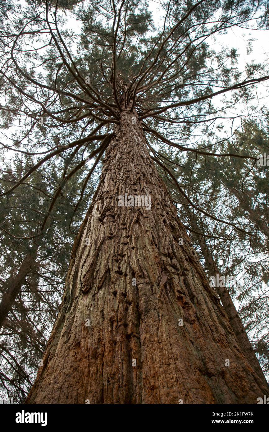 A vertical shot of a tall wooden tree with green leaves in woodlands in ...